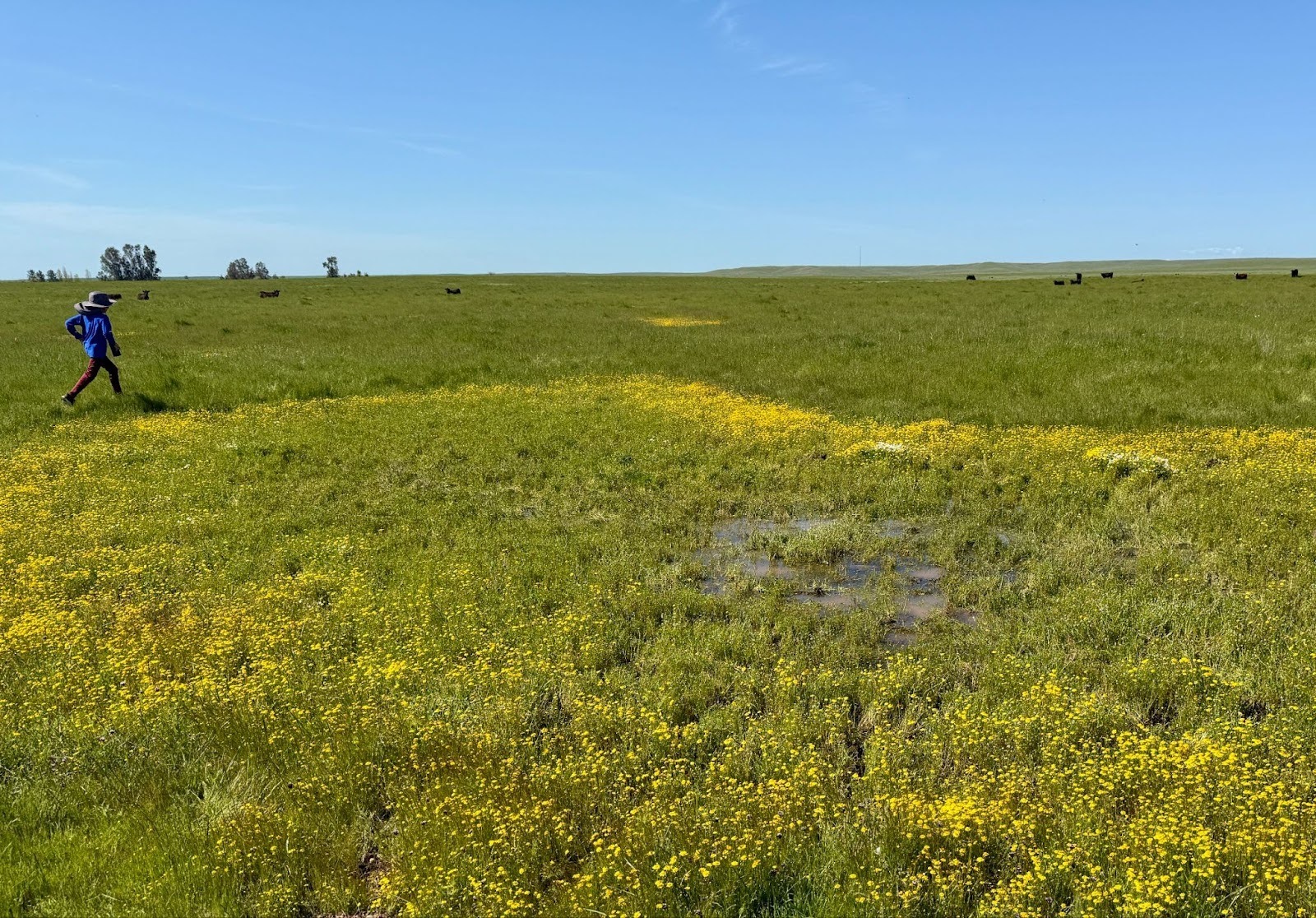 Merced Vernal Pools and Grassland Reserve protect habitats